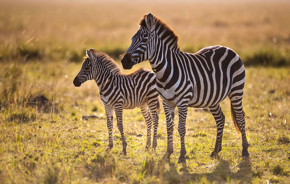 ORF-Enterprise - ORF 2